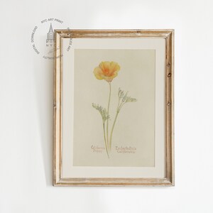 Set of 2 Poppy Prints, California Poppy Prints, Mexican Poppy, Vintage ...