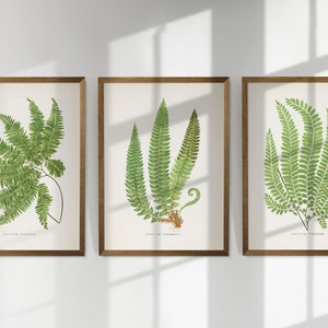 Vintage Ferns Gallery Wall Set of 12, Ferns Botanical Print Set, Ferns ...