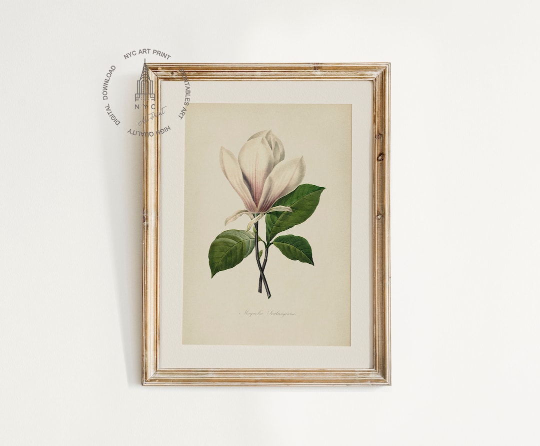 Vintage Magnolia Print, Vintage Botanical Print, Antique Magnolia ...