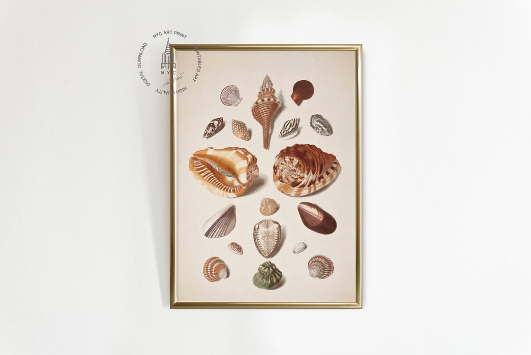 Vintage Conch Shells Art Print, Seashell Print, Conch Shells Painting ...
