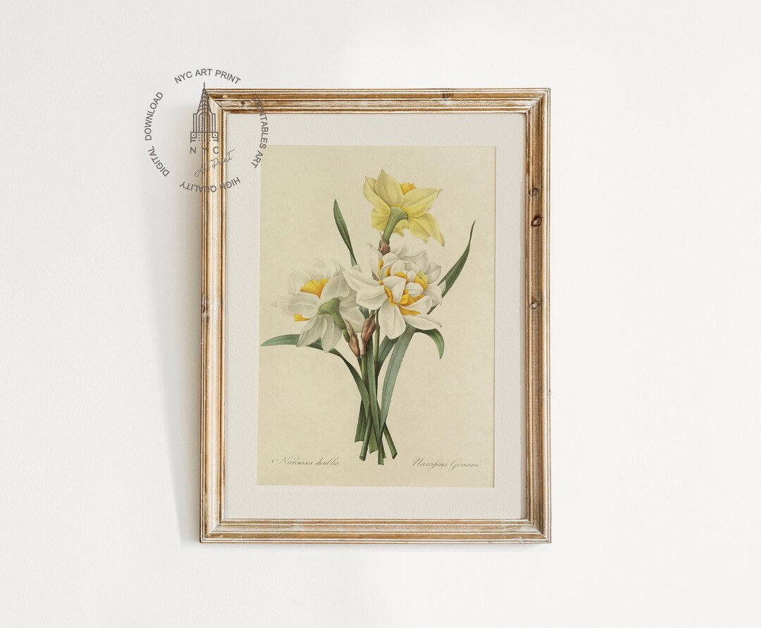 Vintage Daffodils Print, Botanical Print, Antique Daffodils Printable ...
