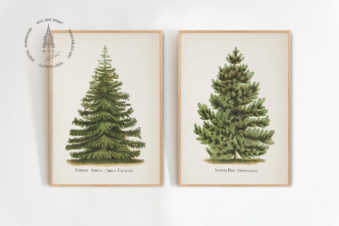 Set of 2 Vintage Christmas Tree Prints, Pine Tree Print, Spruce Tree ...