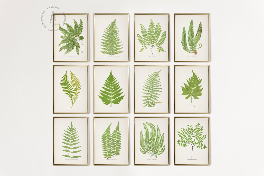 Vintage Ferns Gallery Wall Set of 12, Ferns Botanical Print Set, Ferns ...
