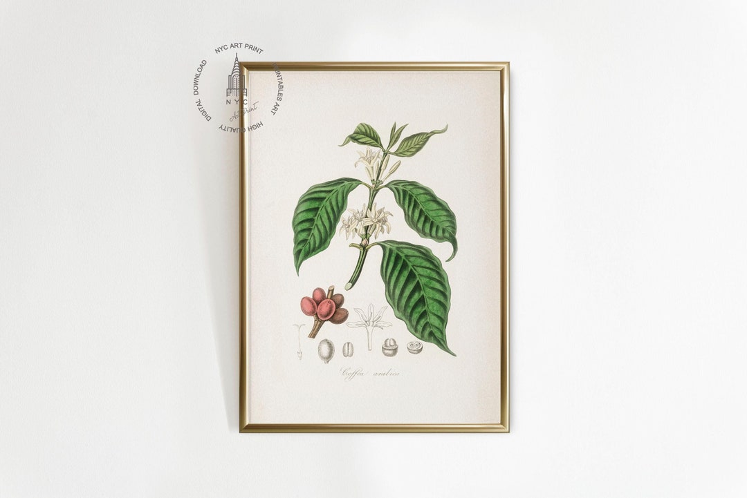 Vintage Coffee Botanical Print, Coffee Wall Art, Coffee Decor, Arabian ...