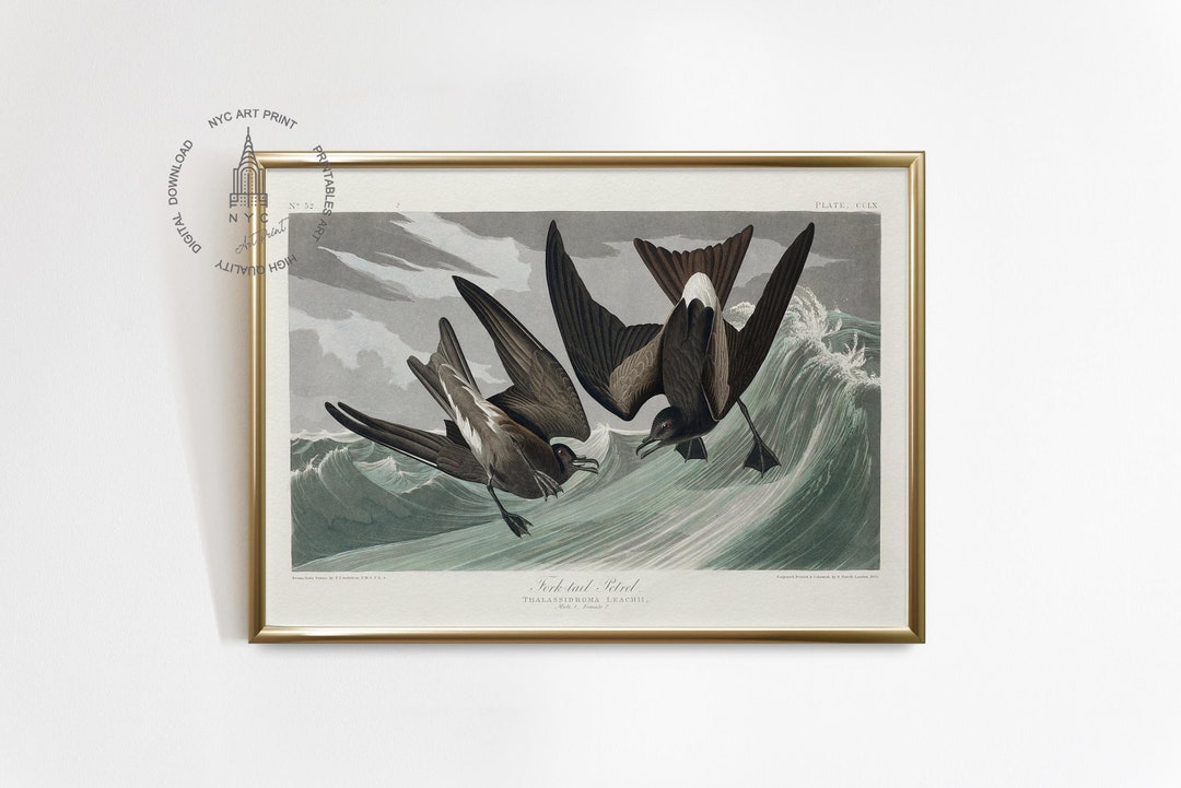 Vintage Birds Prints, Birds Painting, Audubon Bird Prints, Birds of ...