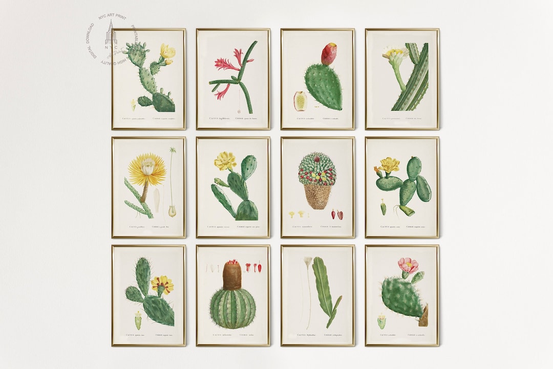 Vintage Cactus Gallery Wall Set of 12, French Cactus Botanical Print ...