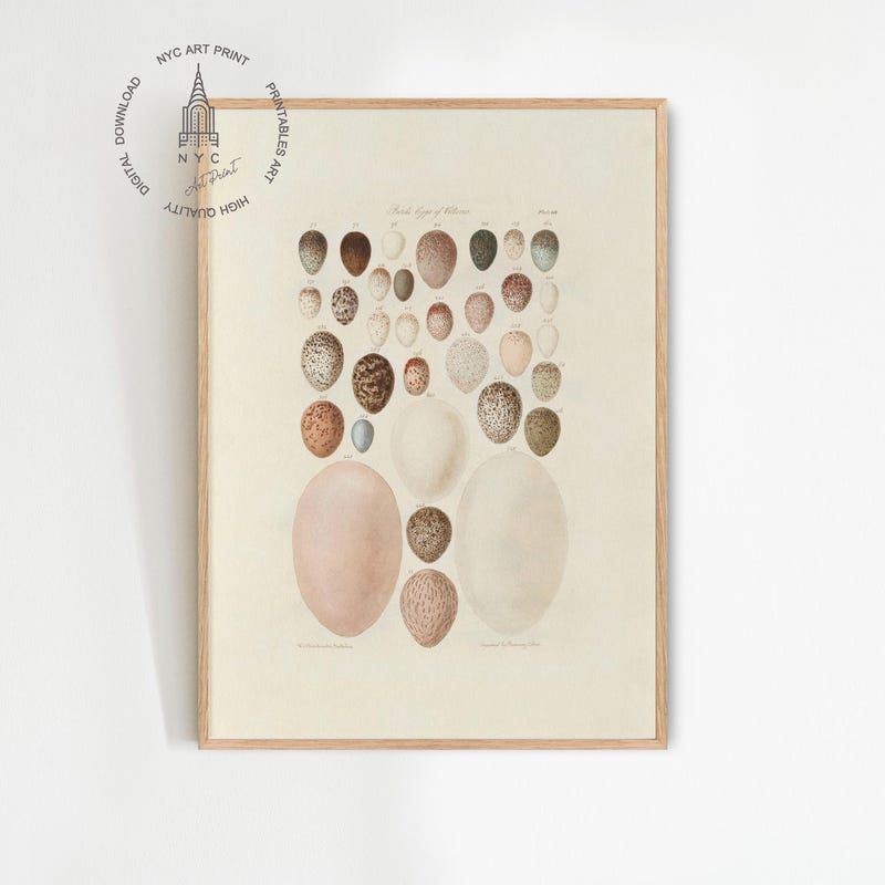 Bird Prints Naturalist - Etsy