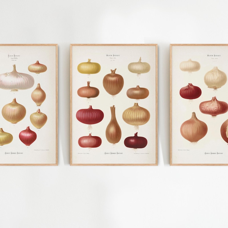 Red Room. Onion - Etsy