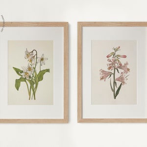 Lily Flower Botanical Art Prints Gallery Wall Set of 8, Vintage Flower ...