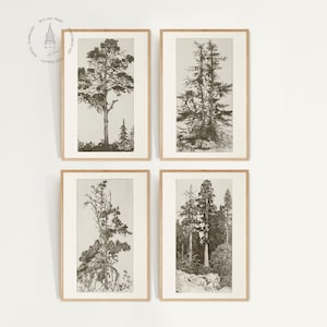 Vintage Rustic Tree Gallery Wall Set of 4, Vintage Tree Sketches ...