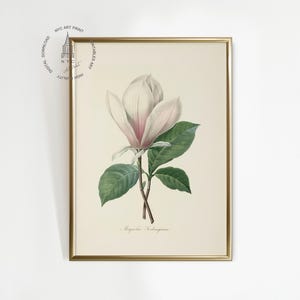Vintage Magnolia Print, Vintage Botanical Print, Antique Magnolia ...