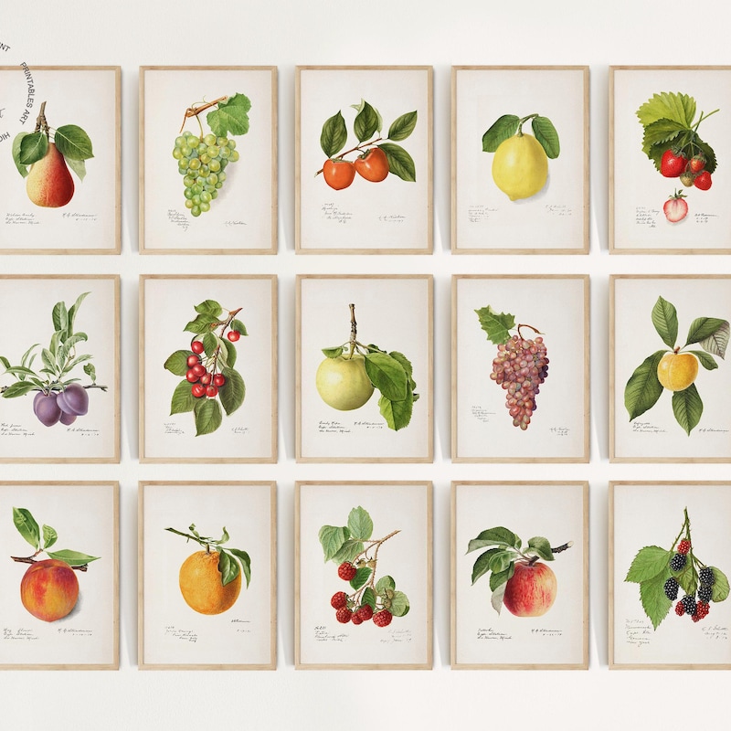 Vintage Fruit Print - Etsy