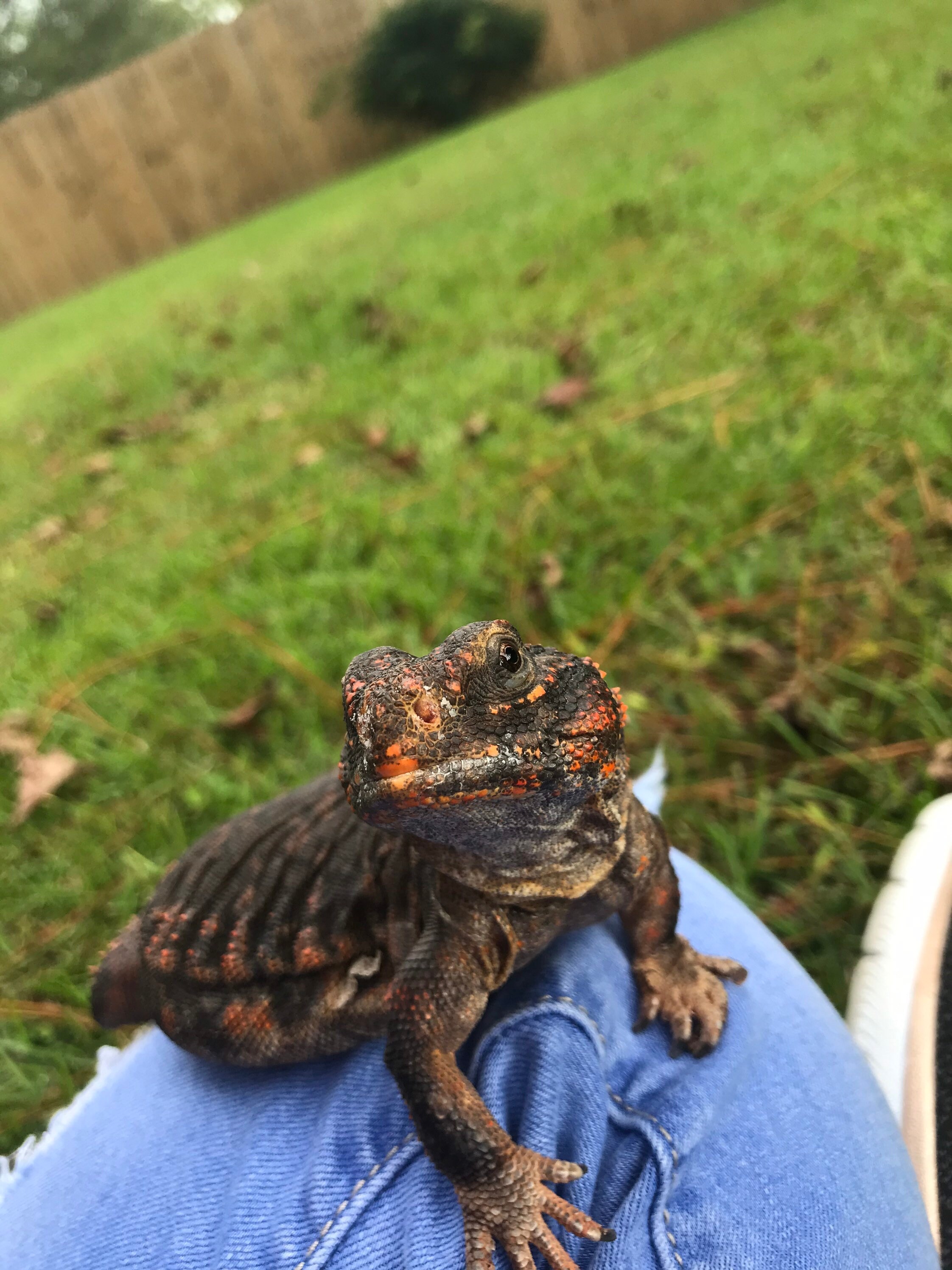 Uromastyx Decal - Etsy