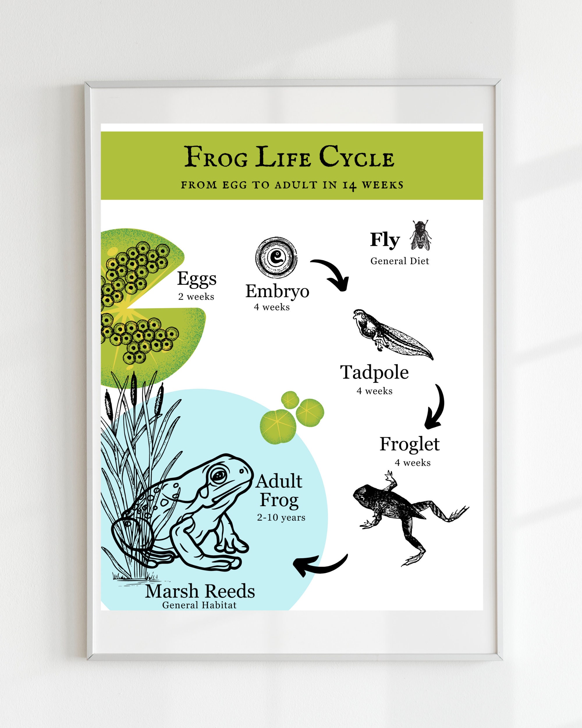 Frog Life Cycle Poster, Tadpole Poster, Biology Poster, Montessori ...