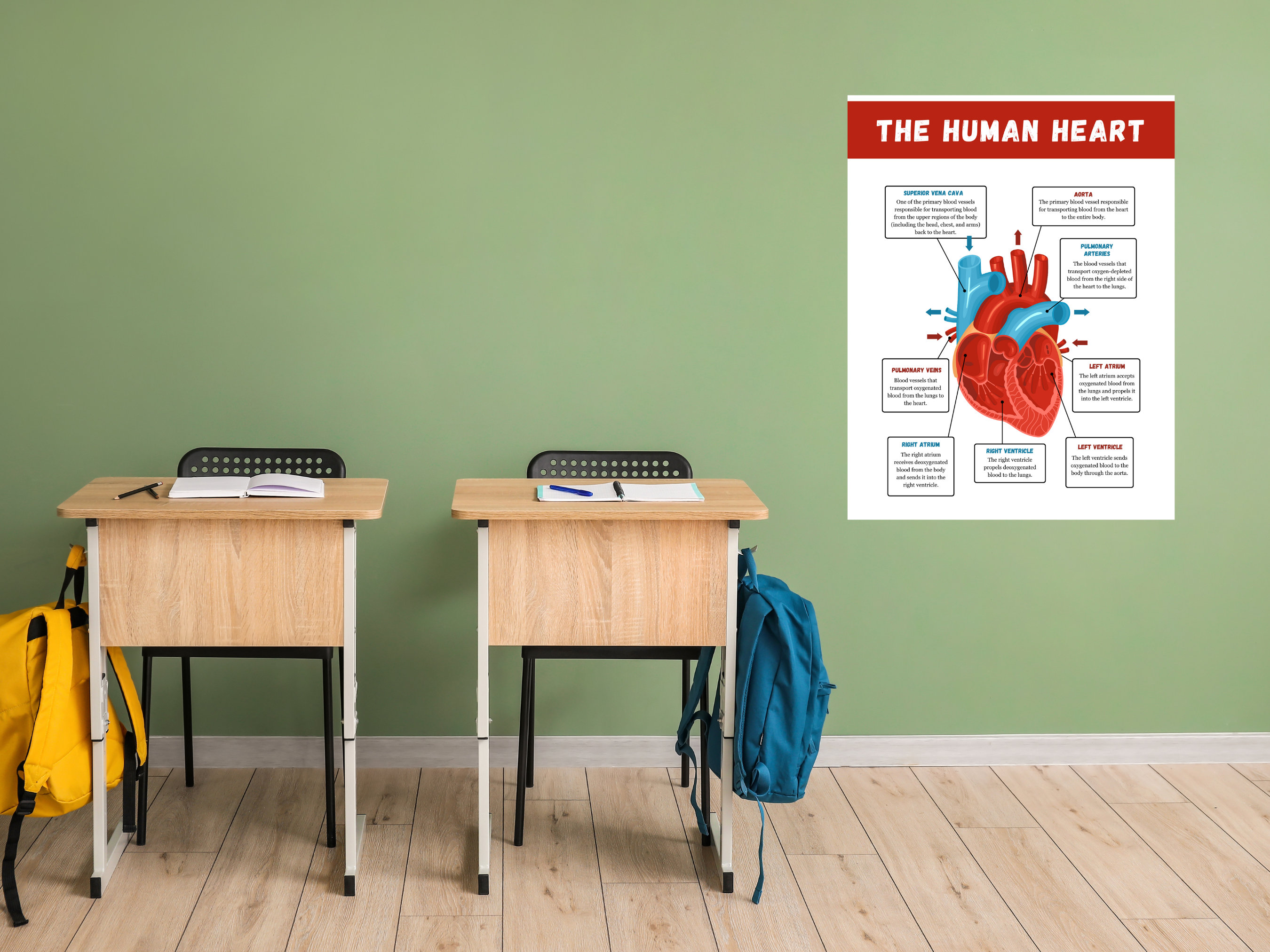 The Human Heart Poster, Anatomy Poster, Classroom Poster, Organs of the ...