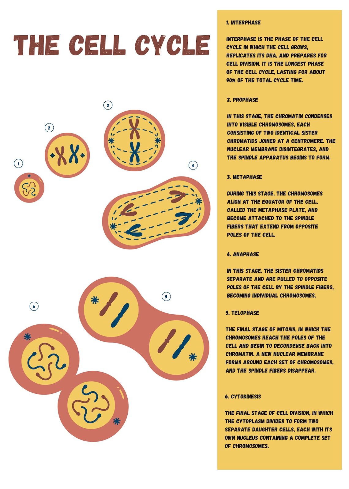 Cell Cycle Poster, Cell Phases, Biology Poster, Biology Printable, Classroom Poster, DIGITAL ...
