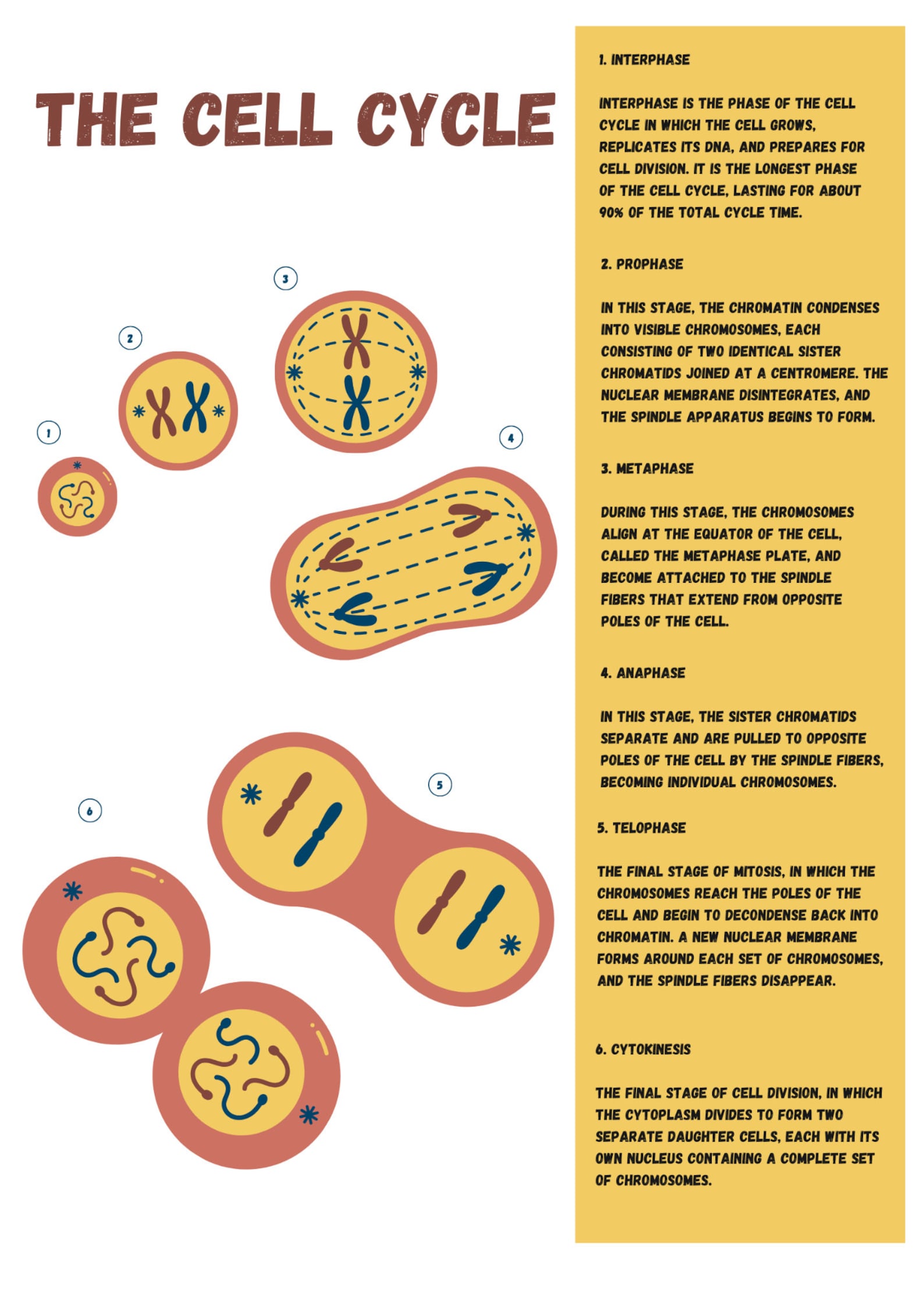 Cell Cycle Poster, Cell Phases, Biology Poster, Biology Printable ...