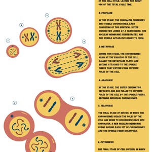 Cell Cycle Poster, Cell Phases, Biology Poster, Biology Printable ...