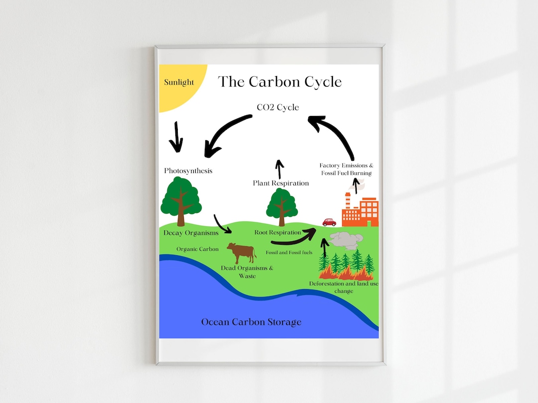 The Carbon Cycle Poster, Educational Print, Printable Wall Art ...
