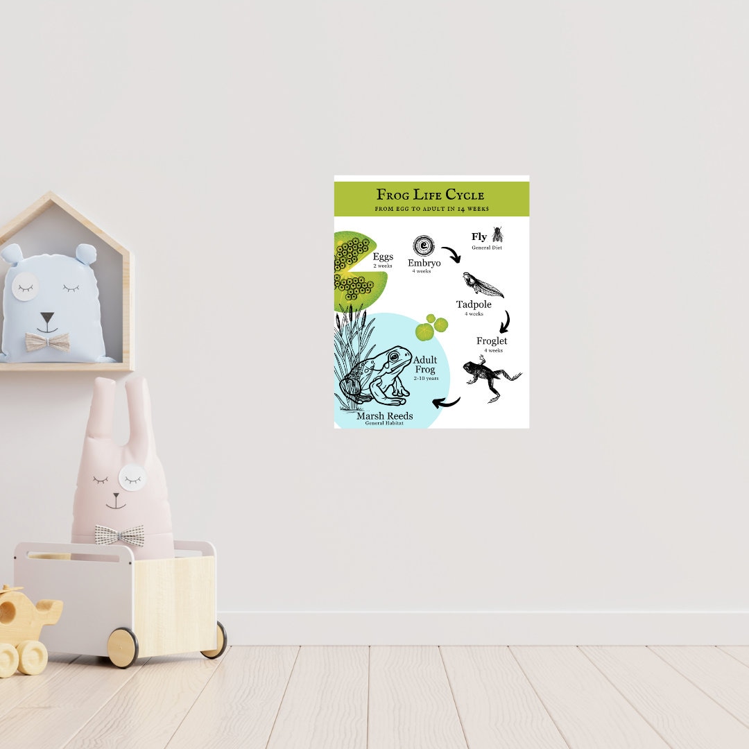 Frog Life Cycle Poster, Tadpole Poster, Biology Poster, Montessori ...