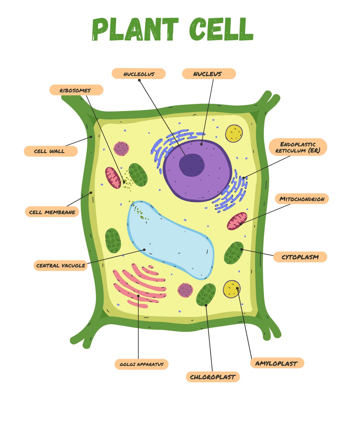Plant Cell Poster,educational Print, Printable Wall Art, Montessori ...