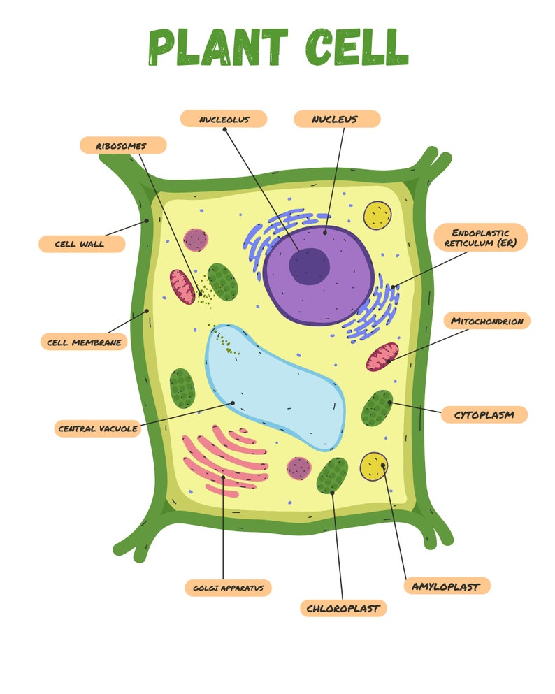 Plant Cell Poster,educational Print, Printable Wall Art, Montessori ...