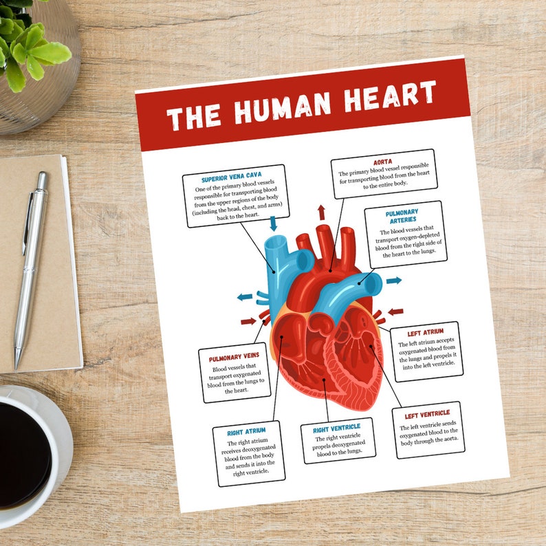 The Human Heart Poster, Anatomy Poster, Classroom Poster, Organs of the ...