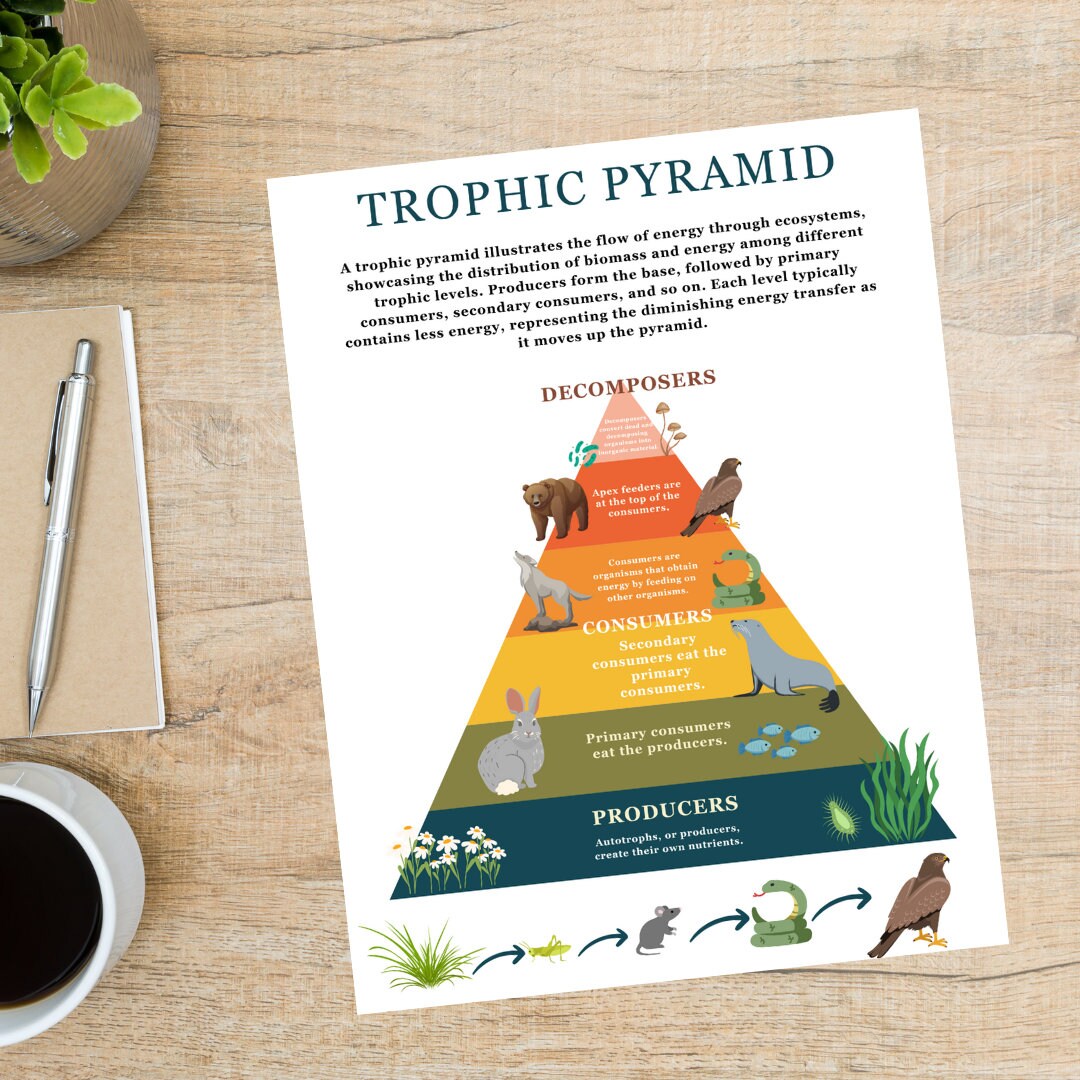 Trophic Pyramid Poster, Food Web Poster, Educational Print, Montessori ...