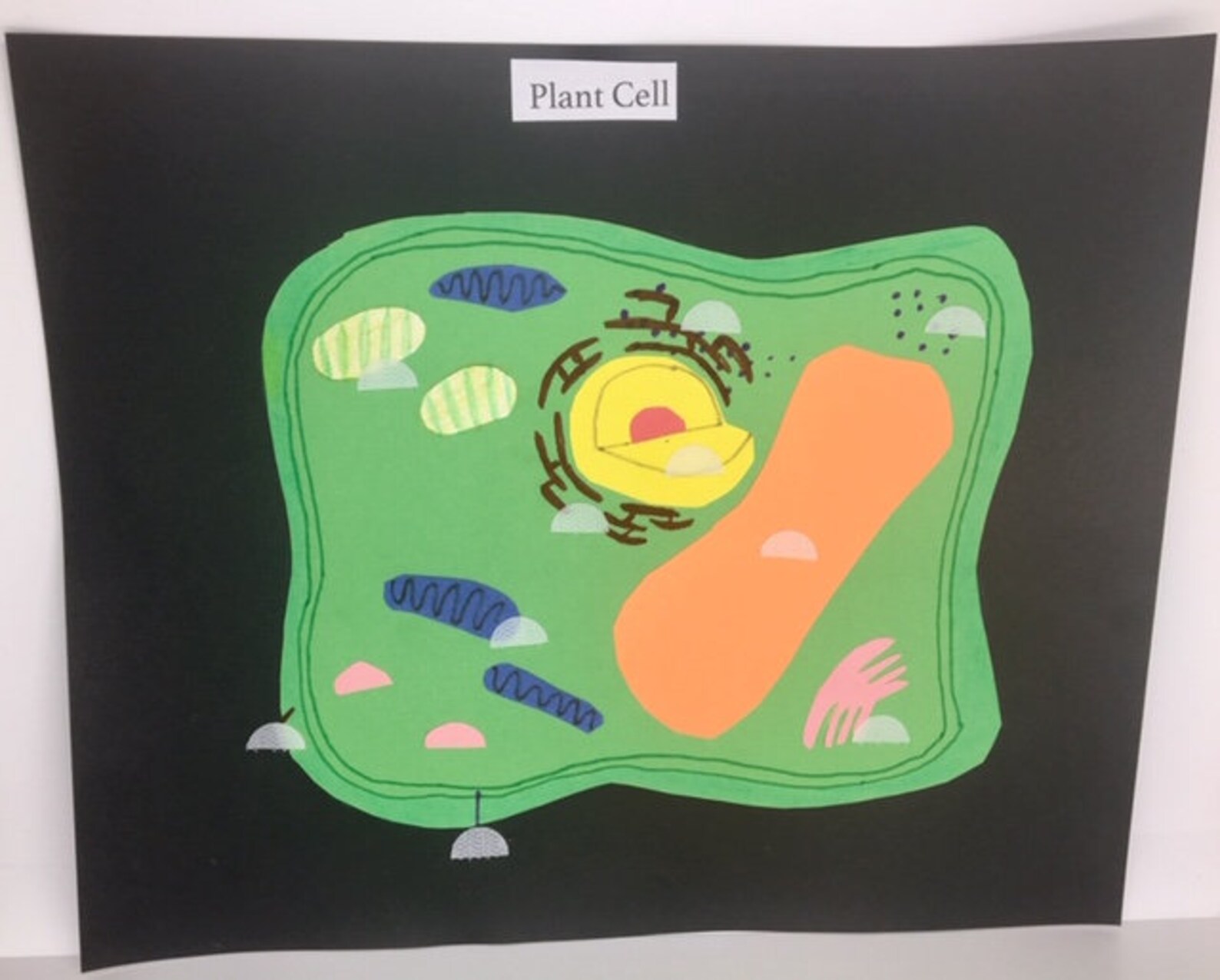 Plant Cell Diagram With Detachable Pieces (10pc), Matching Activity ...
