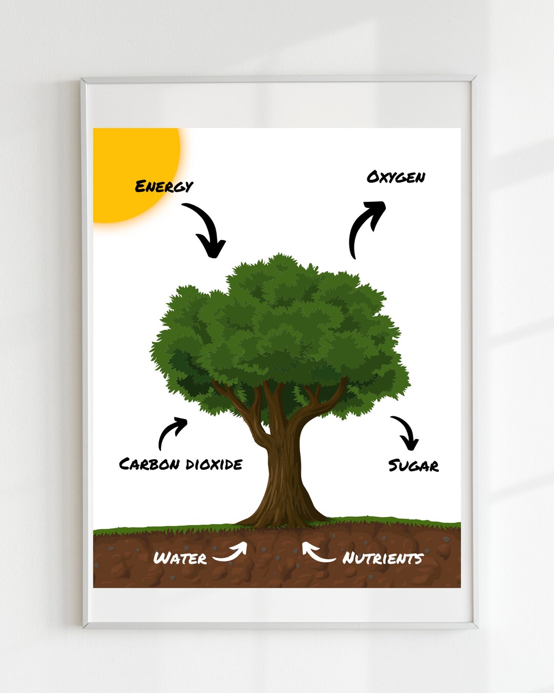 Photosynthesis Poster,educational Print, Printable Wall Art, Montessori ...