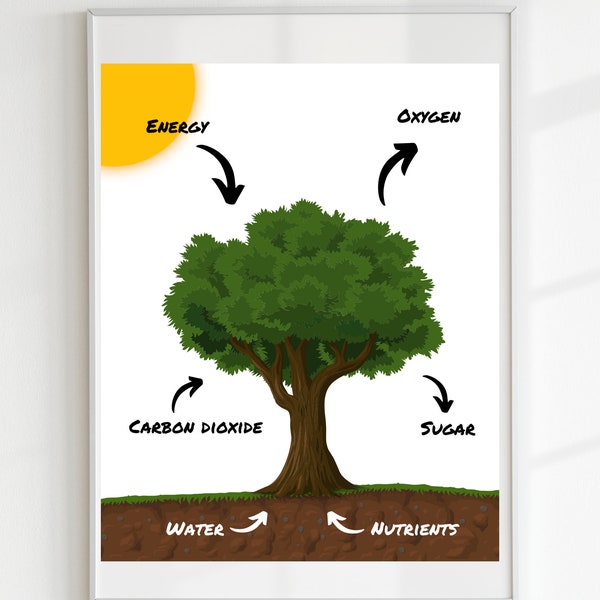 Photosynthesis Poster - Etsy