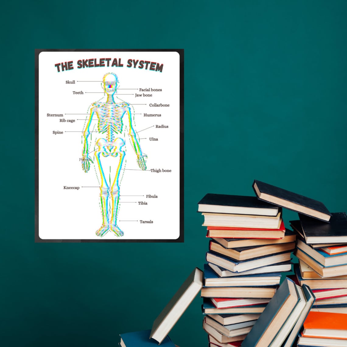The Skeletal System Poster, Anatomy Poster, Educational Print ...