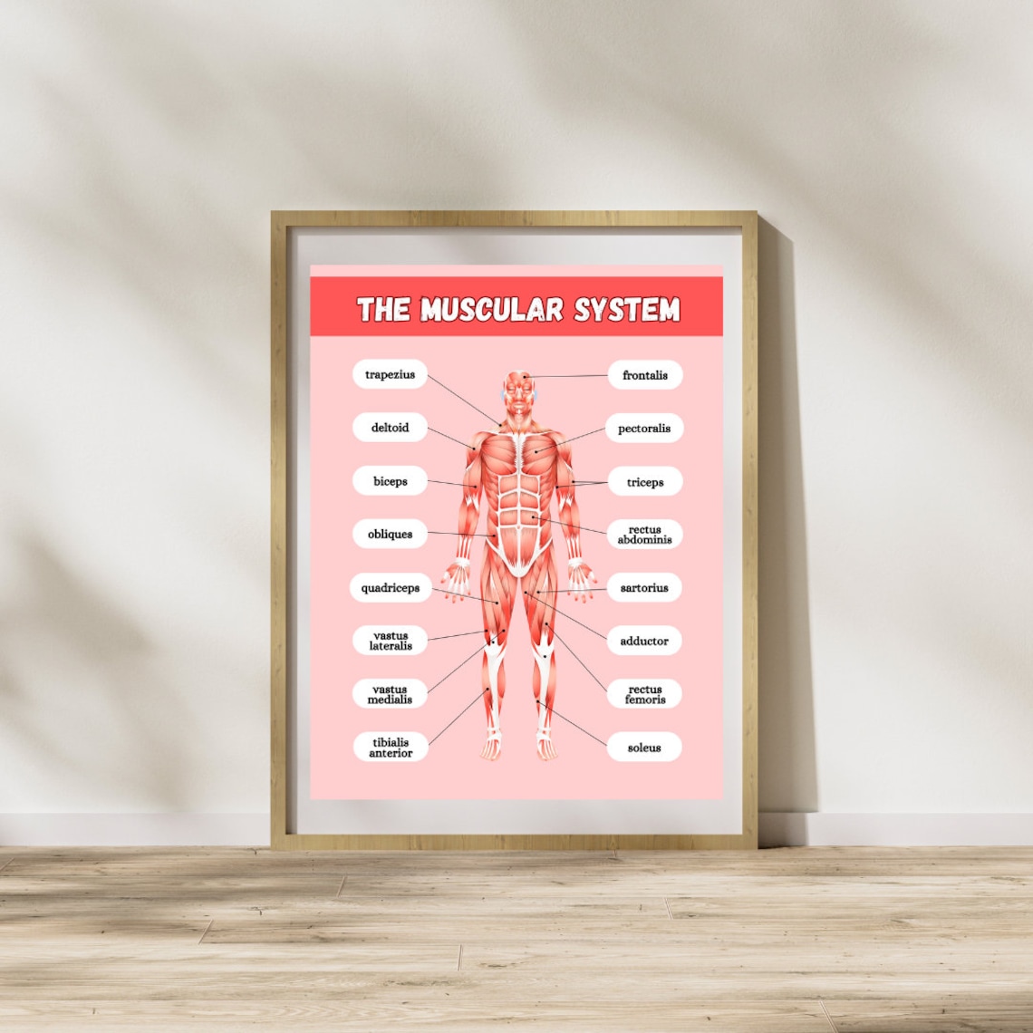 The Muscular System Poster, Anatomy Poster, Classroom Poster, Muscles of the Body, Bodily ...