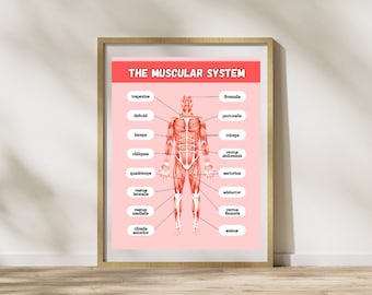 Muscular System Diagram Medical Educational Aid Health Body Detailed ...