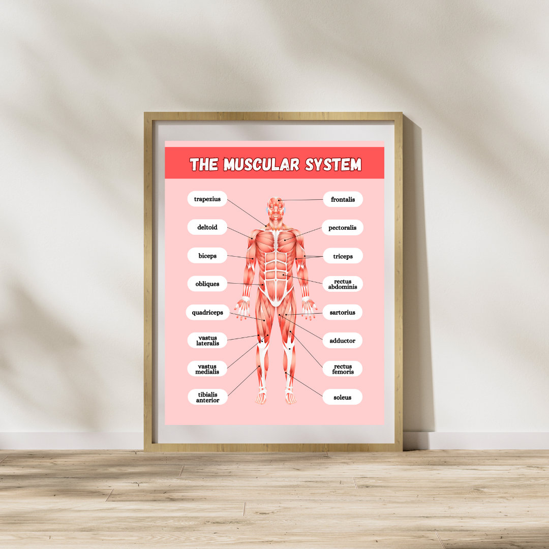 The Muscular System Poster, Anatomy Poster, Classroom Poster, Muscles ...
