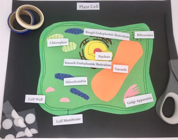 3d Plant Cell Models Labeled