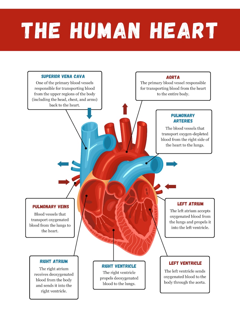 The Human Heart Poster, Anatomy Poster, Classroom Poster, Organs of the ...