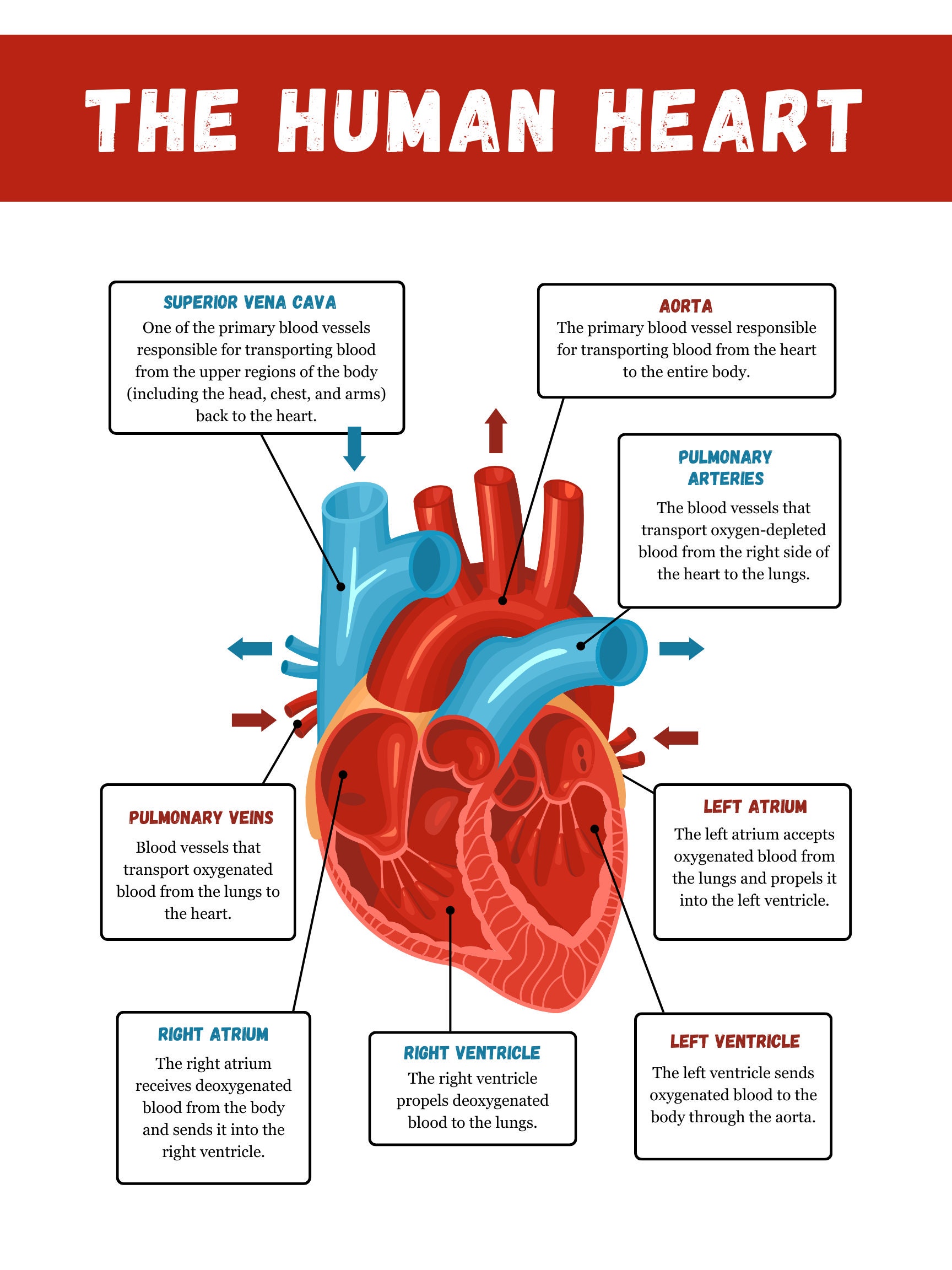 The Human Heart Poster, Anatomy Poster, Classroom Poster, Organs of the ...