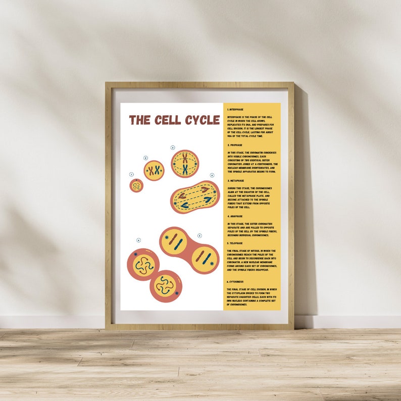 Cell Cycle Poster, Cell Phases, Biology Poster, Biology Printable ...