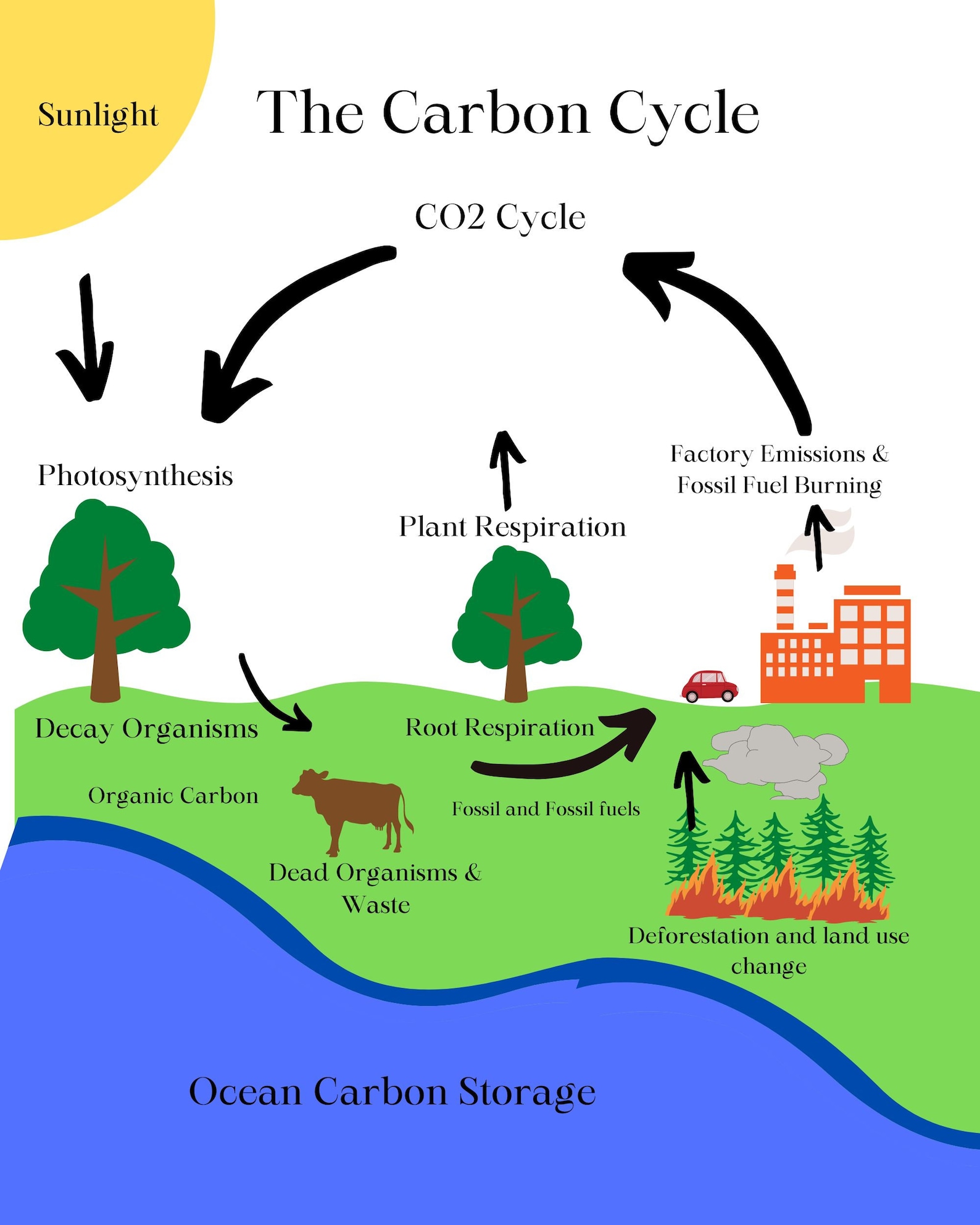 The Carbon Cycle Poster, Educational Print, Printable Wall Art ...