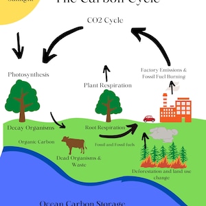 The Carbon Cycle Poster, Educational Print, Printable Wall Art ...