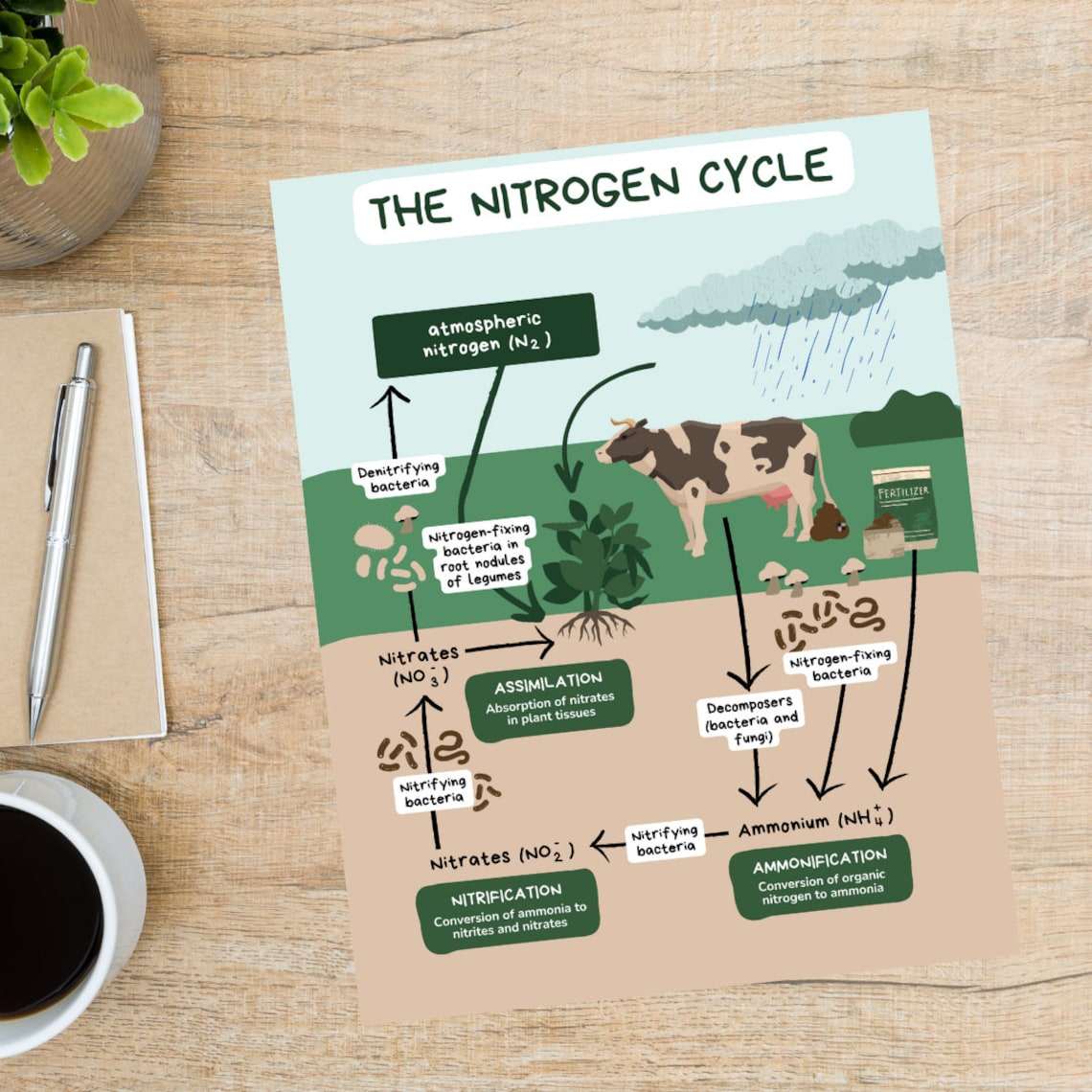 The Nitrogen Cycle Poster, Nitrogen Poster, Chemistry Poster ...