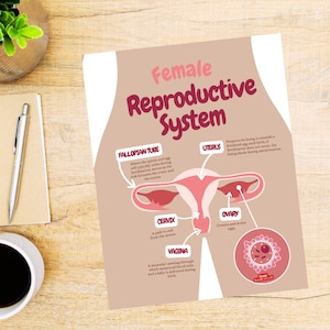 The Reproductive System Poster, Female Reproduction, Anatomy Poster ...