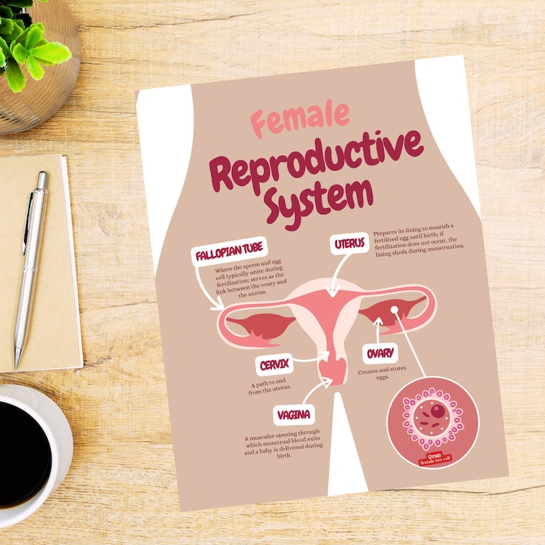 The Reproductive System Poster, Female Reproduction, Anatomy Poster ...