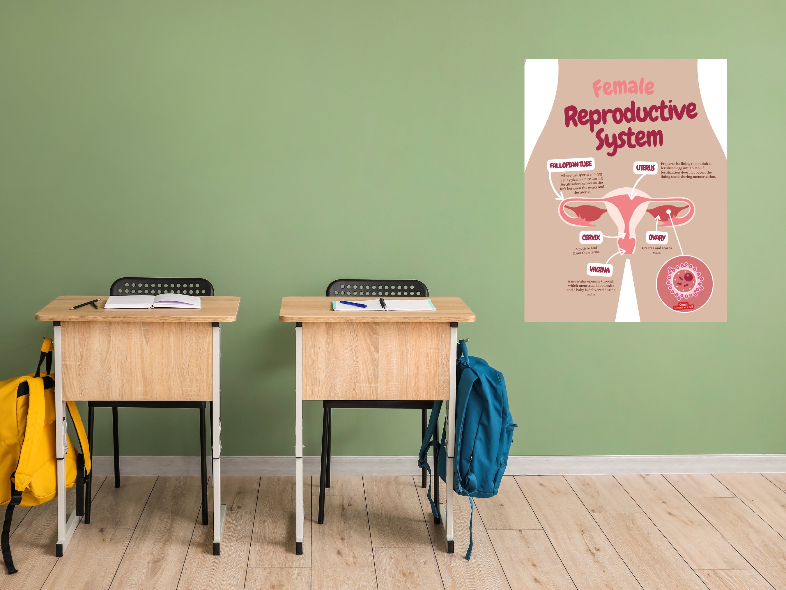 The Reproductive System Poster, Female Reproduction, Anatomy Poster ...
