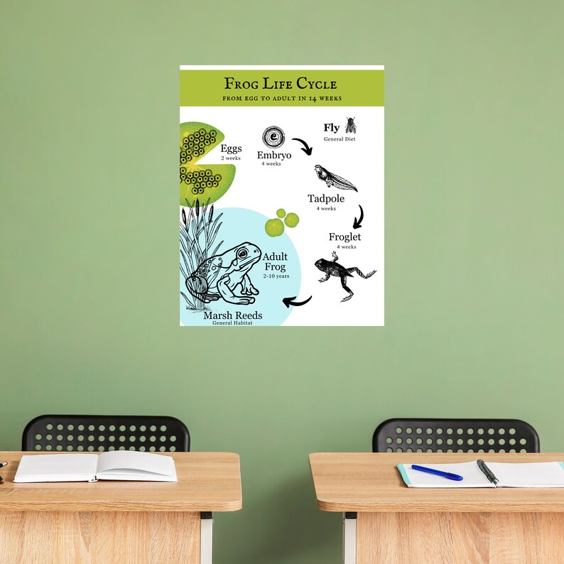 Frog Life Cycle Poster, Tadpole Poster, Biology Poster, Montessori ...