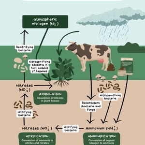 The Nitrogen Cycle Poster, Nitrogen Poster, Chemistry Poster ...