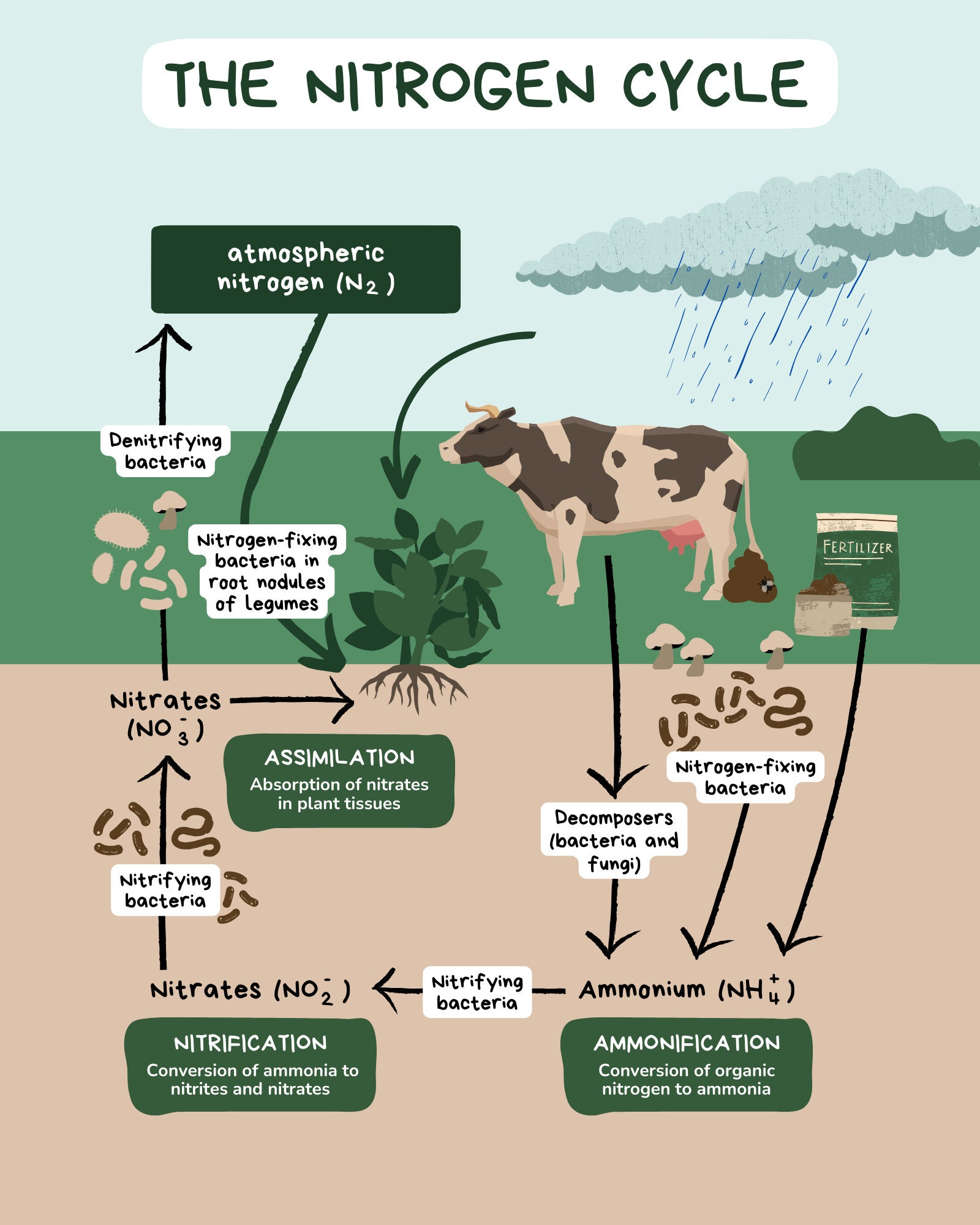 The Nitrogen Cycle Poster, Nitrogen Poster, Chemistry Poster ...