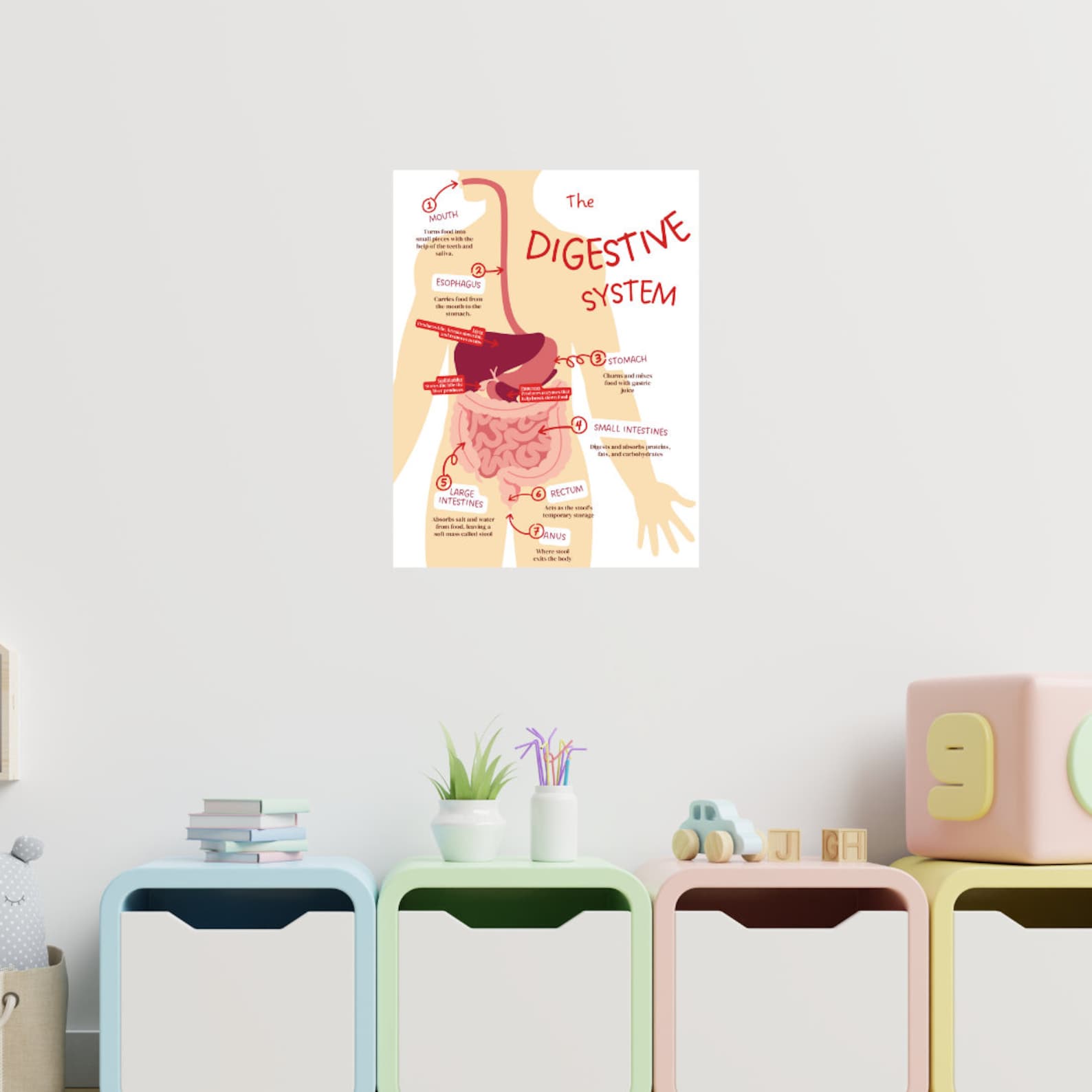 The Digestive System Poster, Anatomy Poster, Classroom Poster, Organs ...
