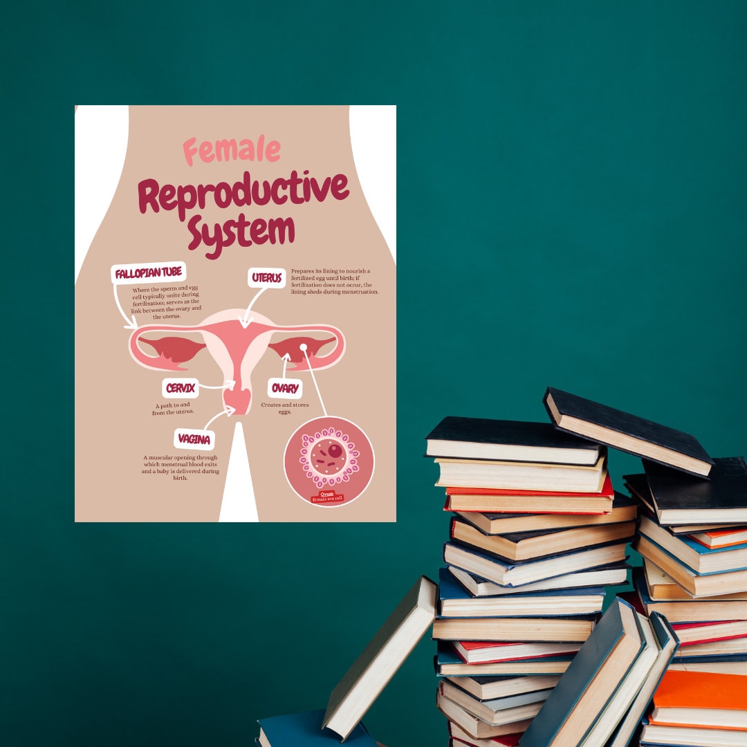 The Reproductive System Poster, Female Reproduction, Anatomy Poster ...